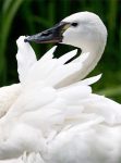 Swan Facts, Types, Diet, Reproduction, Classification, Pictures