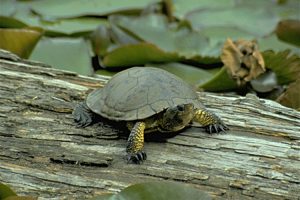 Western Pond Turtle - Facts, Habitat, Diet, Life Cycle, Pictures