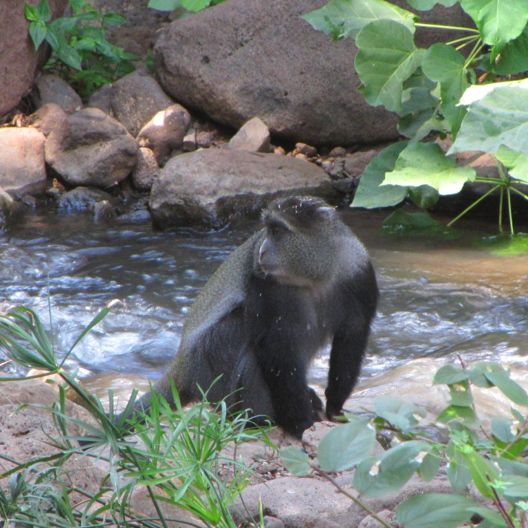 Blue Monkey - Facts, Habitat, Diet, Life Cycle, Pictures