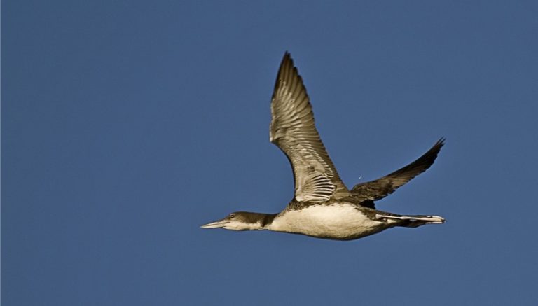 Common Loon - Facts, Habitat, Diet, Life Cycle, Pictures, and More