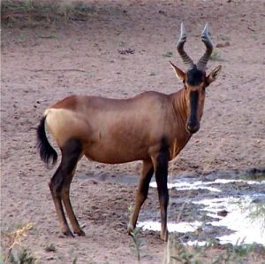 Mammals - Facts, Characteristics, Anatomy and Pictures