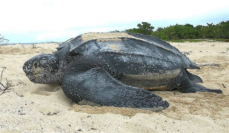 Leatherback Turtle - Facts, Habitat, Diet, Life Cycle, Pictures
