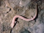 Olm - Facts, Habitat, Diet, Life Cycle, Pictures, and More