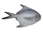 Pomfret Fish - Facts, Habitat, Diet, Life Cycle, Pictures