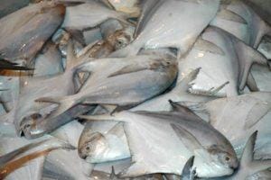 Pomfret Fish - Facts, Habitat, Diet, Life Cycle, Pictures