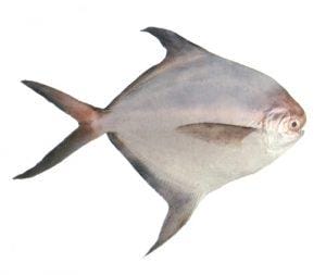 Pomfret Fish - Facts, Habitat, Diet, Life Cycle, Pictures