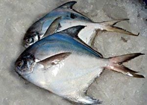 Pomfret Fish - Facts, Habitat, Diet, Life Cycle, Pictures