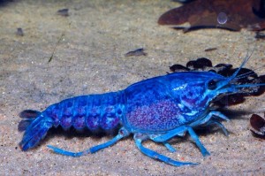 Procambarus Alleni - Facts, Habitat, Diet, Life Cycle, Pictures