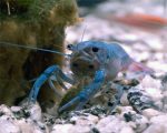 Procambarus Alleni - Facts, Habitat, Diet, Life Cycle, Pictures