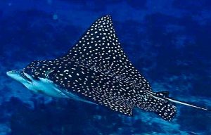 Spotted Eagle Ray - Facts, Habitat, Diet, Life Cycle, Pictures