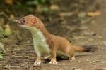 Stoat - Facts, Habitat, Diet, Life Cycle, Pictures, and More