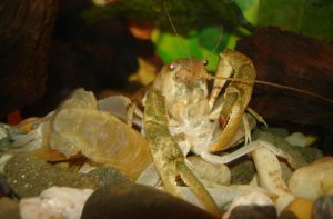 Procambarus Alleni - Facts, Habitat, Diet, Life Cycle, Pictures