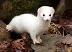 Stoat - Facts, Habitat, Diet, Life Cycle, Pictures, and More