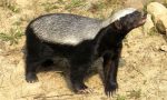 Honey Badger - Facts, Habitat, Diet, Life Cycle, Pictures