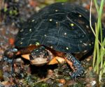 Spotted Turtle - Facts, Habitat, Diet, Life Cycle, Pictures