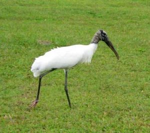 Wood Stork - Facts, Habitat, Diet, Life Cycle, Pictures