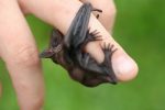 Big Brown Bat - Facts, Habitat, Diet, Life Cycle, Pictures