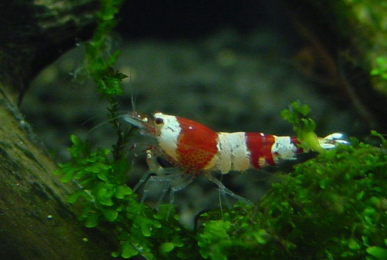 Crystal Red Shrimp - Facts, Habitat, Diet, Life Cycle, Pictures
