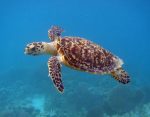 Hawksbill Sea Turtle - Facts, Habitat, Diet, Life Cycle, Pictures