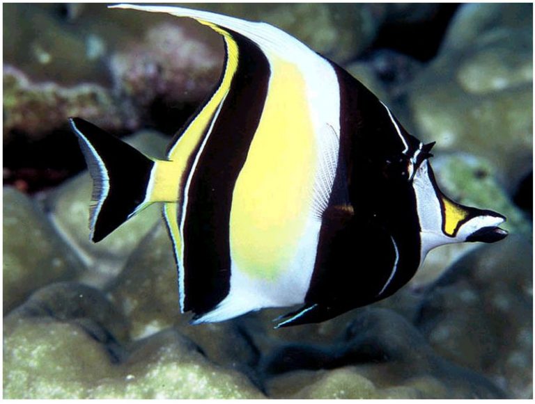 Moorish Idol - Facts, Habitat, Diet, Life Cycle, Pictures