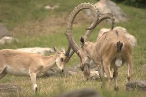 Nubian Ibex - Facts, Habitat, Diet, Life Cycle, Pictures