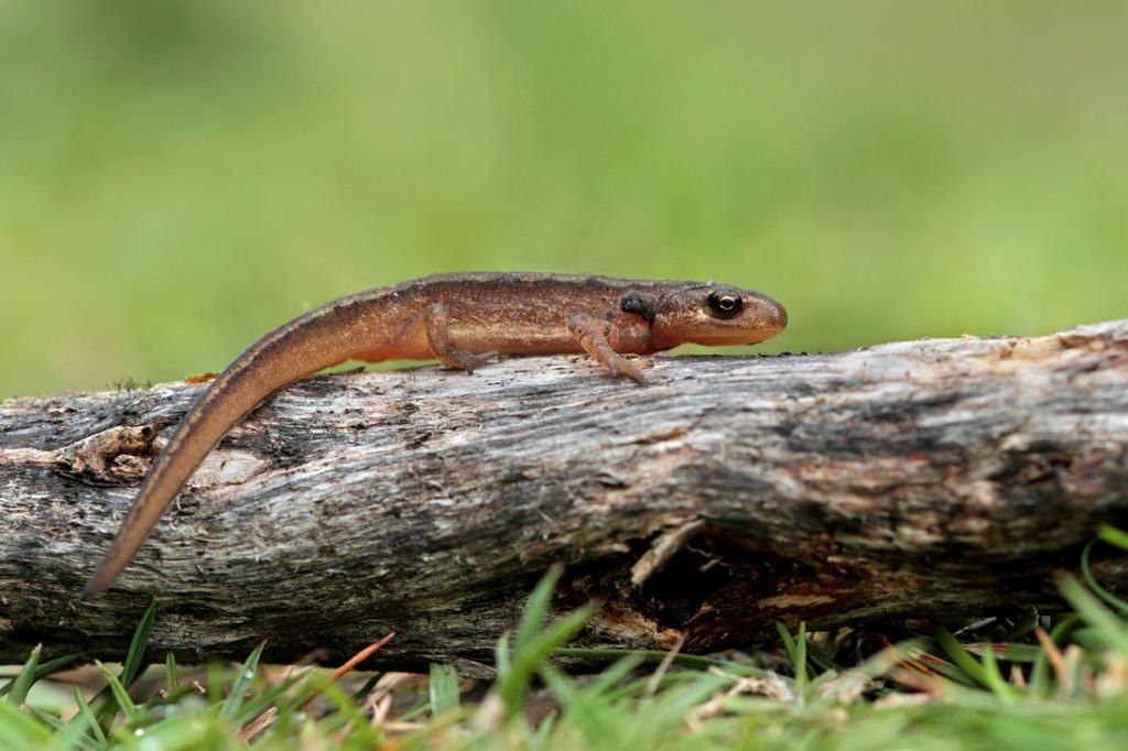 Eastern Newt - Facts, Habitat, Life Cycle, Pictures, and More