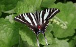 Zebra Swallowtail Butterfly - Facts, Habitat, Diet, Life Cycle, Pictures