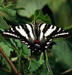Zebra Swallowtail Butterfly - Facts, Habitat, Diet, Life Cycle, Pictures