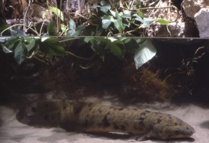Australian Lungfish - Facts, Habitat, Diet, Life Cycle, Pictures