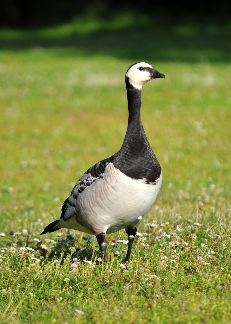 Barnacle Goose - Facts, Habitat, Diet, Life Cycle, Pictures