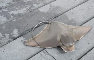 Bat Ray - Facts, Habitat, Adaptations, Behavior, Diet, Pictures