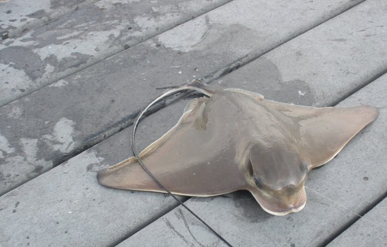 Bat Ray - Facts, Habitat, Adaptations, Behavior, Diet, Pictures