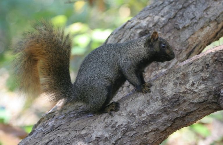 Fox Squirrel - Facts, Habitat, Diet, Life Cycle, Pictures