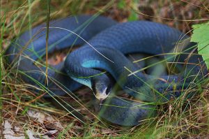 Reptiles - Facts, Characteristics, Anatomy and Pictures