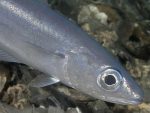 Blue Whiting - Facts, Habitat, Diet, Life Cycle, Pictures