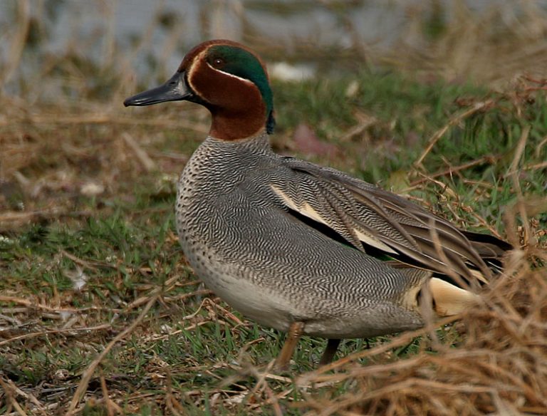 Common Teal