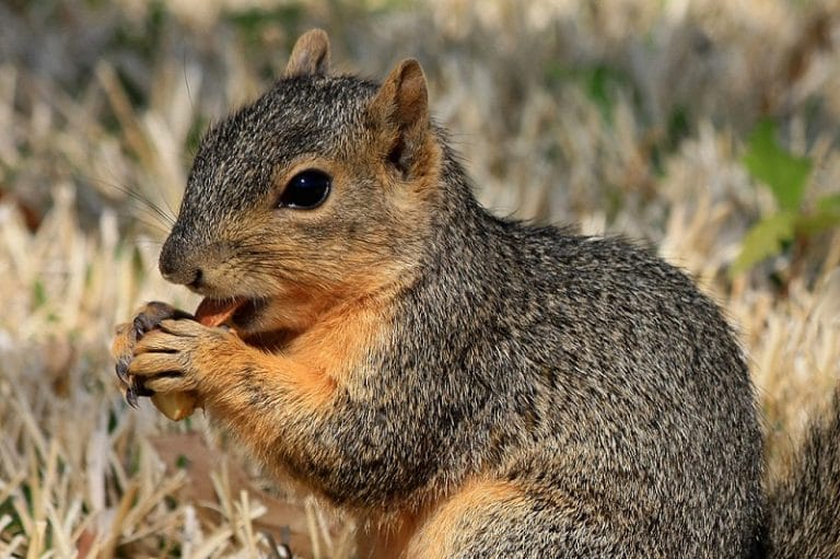 Fox Squirrel - Facts, Habitat, Diet, Life Cycle, Pictures
