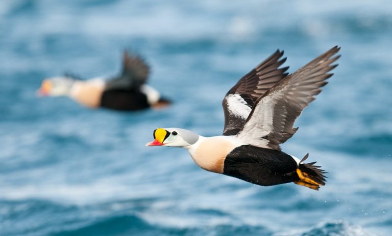 King Eider - Facts, Size, Habitat, Diet, and Pictures