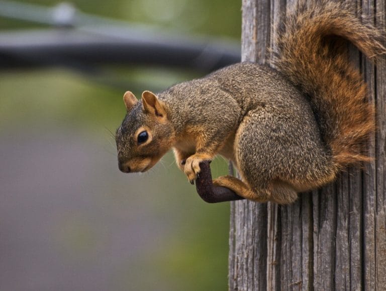 Fox Squirrel - Facts, Habitat, Diet, Life Cycle, Pictures