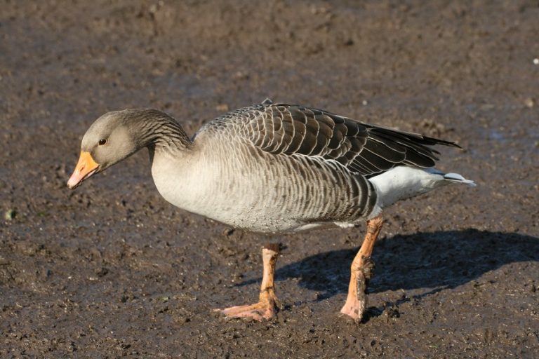Greylag Goose - Facts, Habitat, Diet, Life Cycle, Pictures