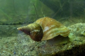 Lymnaea Stagnalis (Snail) - Facts, Habitat, Diet, Life Cycle, Pictures