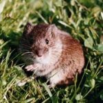 Prairie Vole - Facts, Habitat, Diet, Life Cycle, Pictures, and More