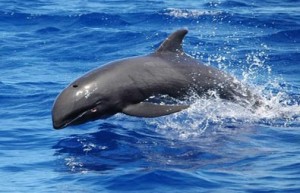 Pygmy Killer Whale