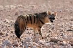 Aardwolf - Facts, Habitat, Diet, Life Cycle, Pictures, and More