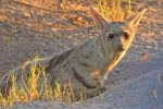 Aardwolf - Facts, Habitat, Diet, Life Cycle, Pictures, and More