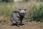 Aardwolf - Facts, Habitat, Diet, Life Cycle, Pictures, and More