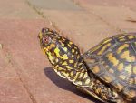 Eastern Box Turtle - Facts, Habitat, Diet, Life Cycle, Pictures, and More