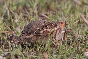Grey Partridge - Facts, Habitat, Diet, Life Cycle, Pictures, and More