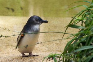 Little Penguin - Facts, Habitat, Diet, Life Cycle, Pictures, and More