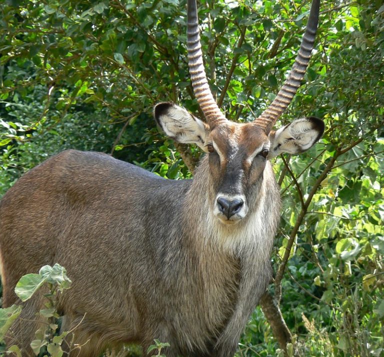 Mammals - Facts, Characteristics, Anatomy, and Pictures